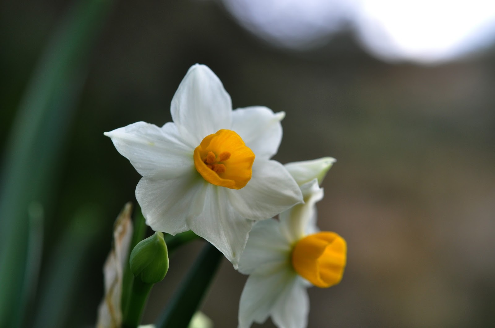 Maltese Nature: January 2013