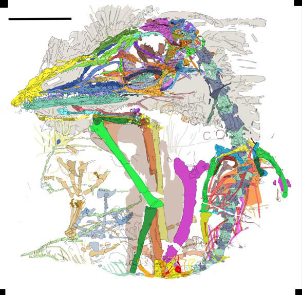 Species New to Science: [Paleontology • 2009] The first Italian ...