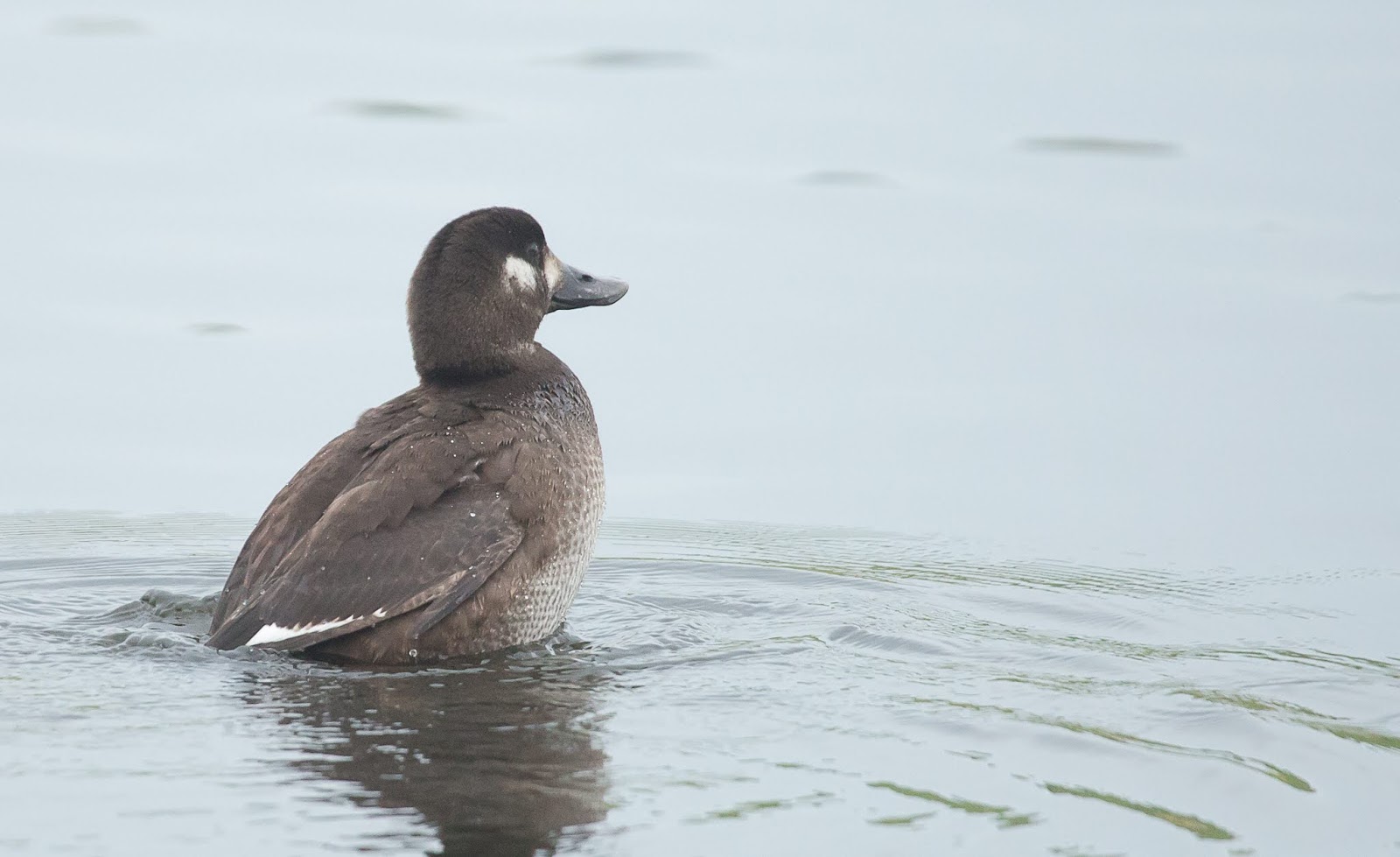 Austin's Birding Blog: 16/12/2018 High Rid Reservoir, Bolton