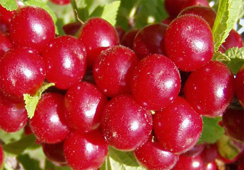 Cherry - Health and Fitness Tips