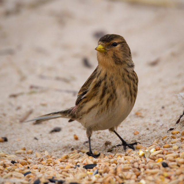TrogTrogBlog: Bird of the week - Twite