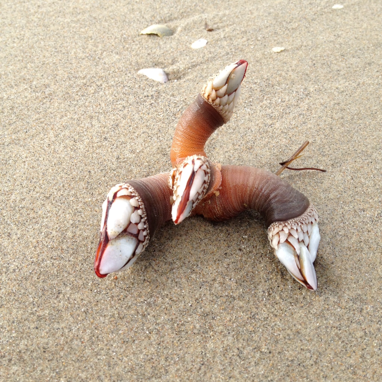 Blogtown: Beach Alien Seen In Venice!