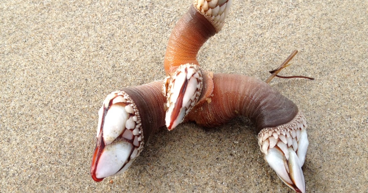 Blogtown: Beach Alien Seen In Venice!
