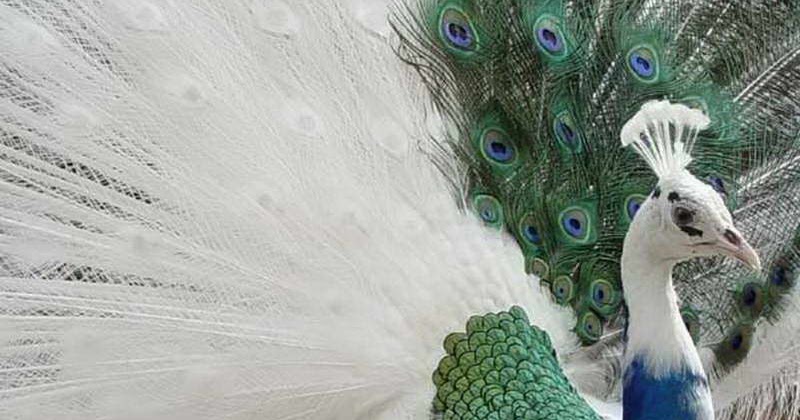 Rare and Unusual Animal Colorations