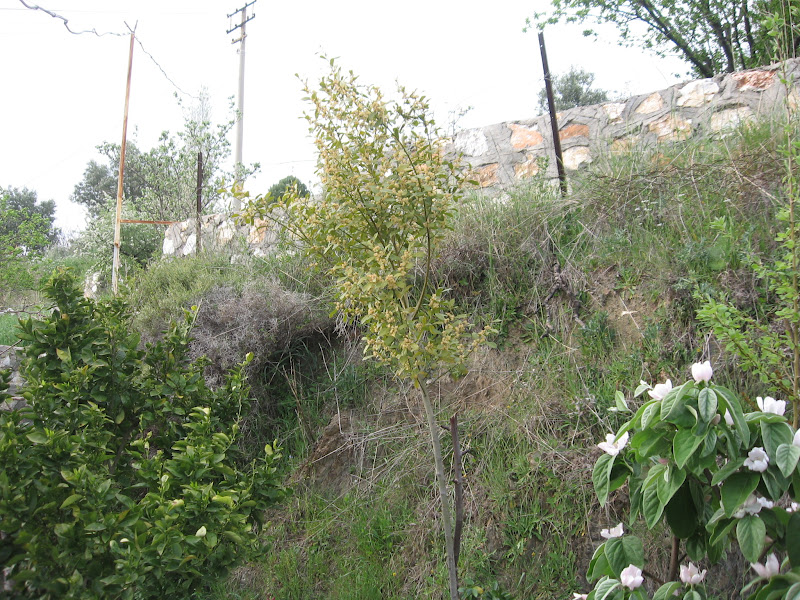 Cittaslow Botanik Park: DEFNE AĞACI VE HİKAYESİ
