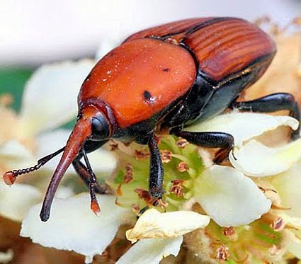 El picudo: ¿QUÉ ES EL PICUDO?