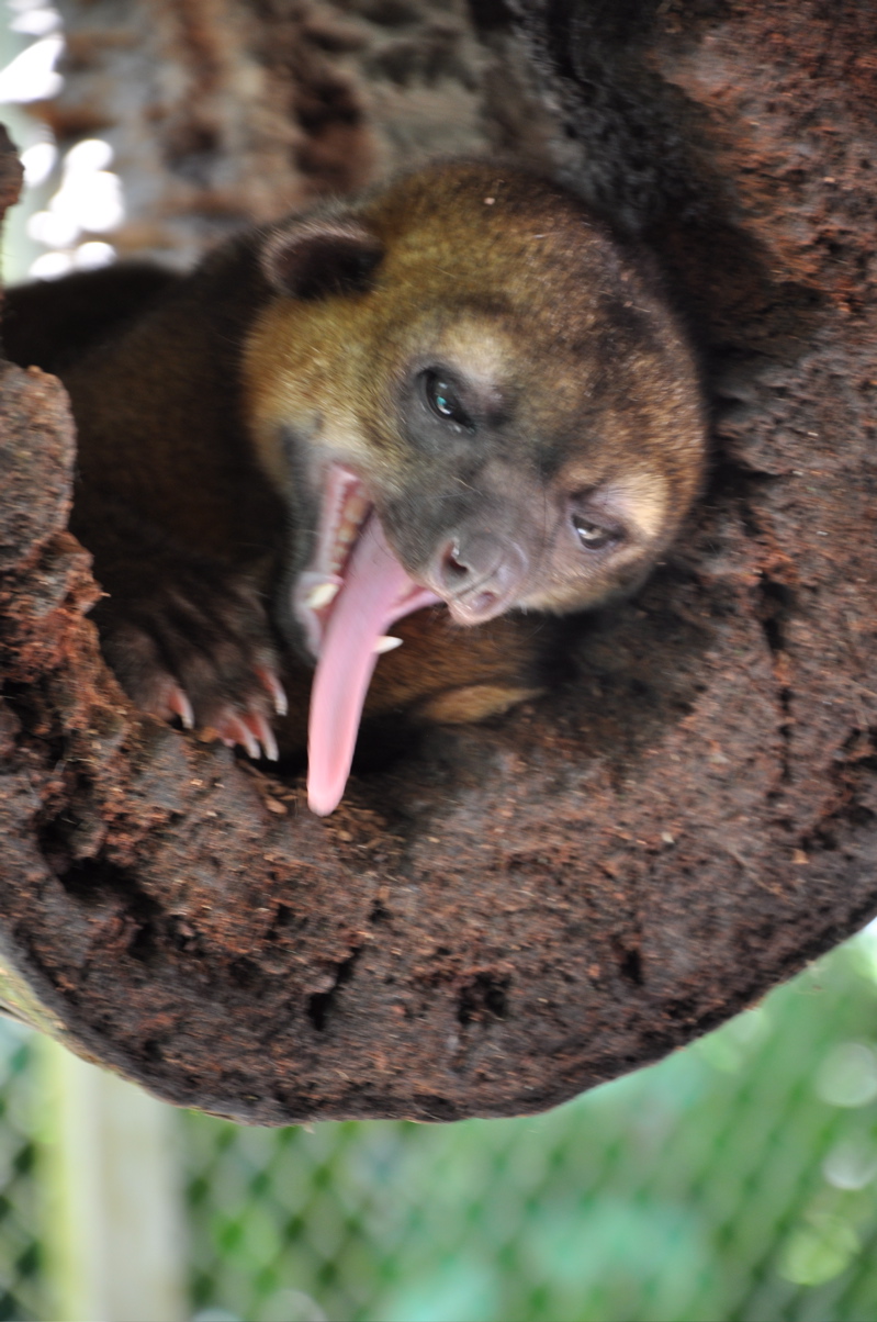 Osa Wildlife Sanctuary