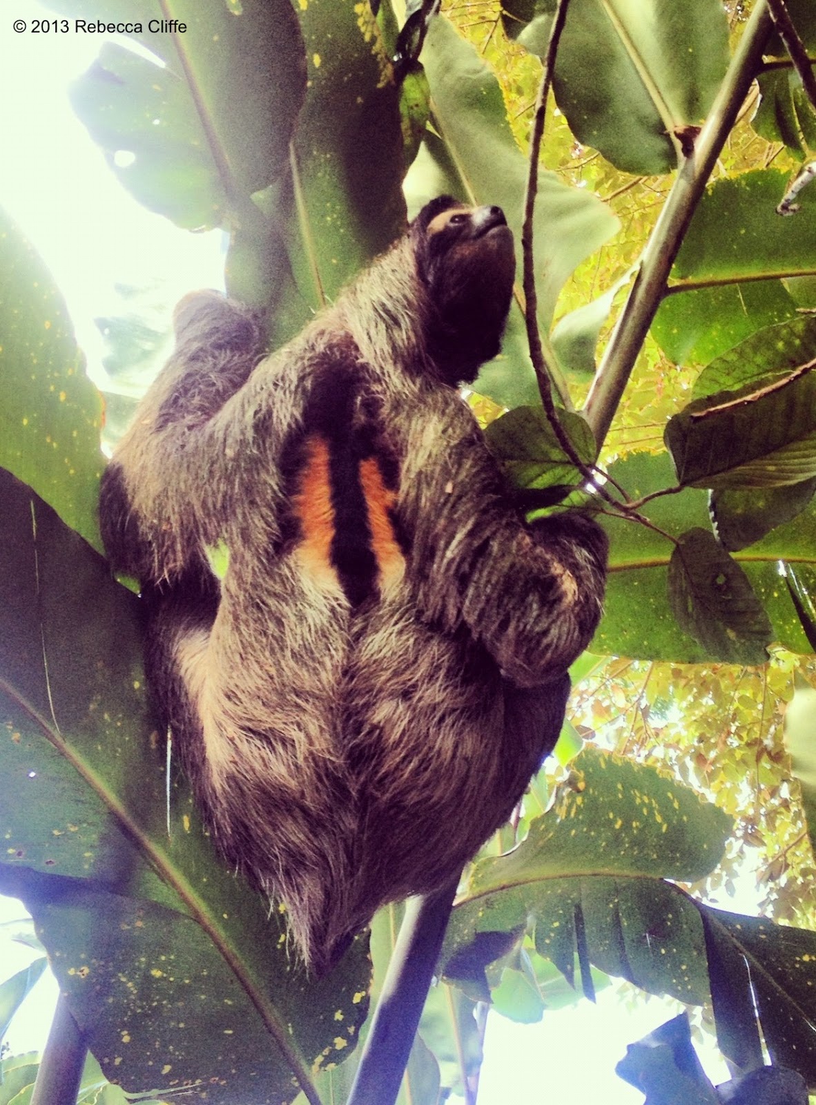 The Sloth Sanctuary of Costa Rica - Sloth Blog : The Back Patch Mystery