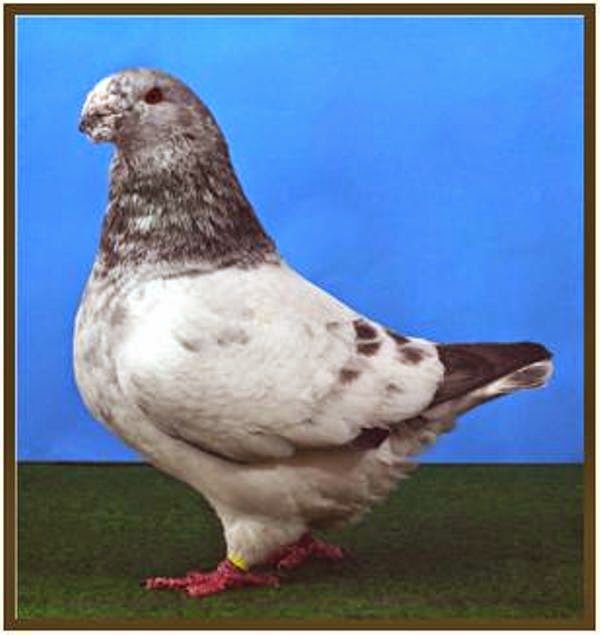 The Racing Pigeon HD wallpaper: American Giant Homer Pigeon