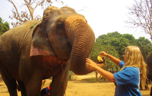 Wander: Bungee Jumping and a day with the Elephants!