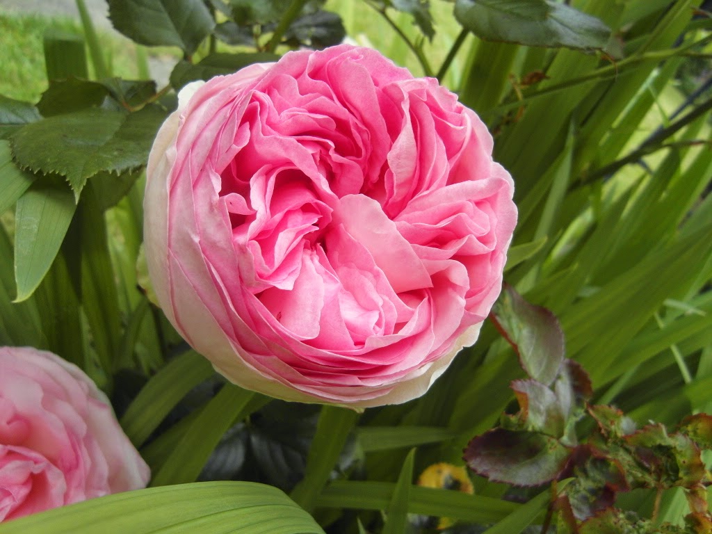 Niki Fretwell: Rose Season