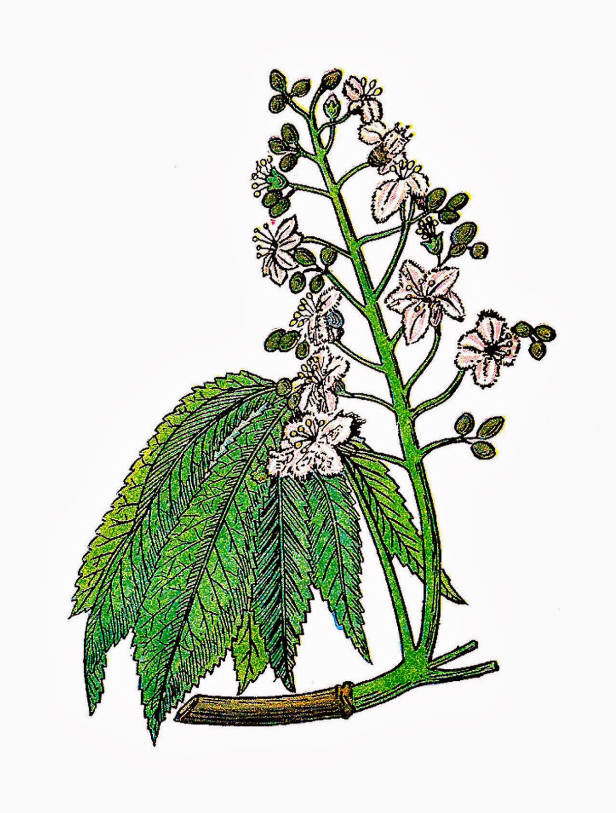 Antique Images: Free Botanical Clip Art: 3 Vintage Herb Graphics of ...