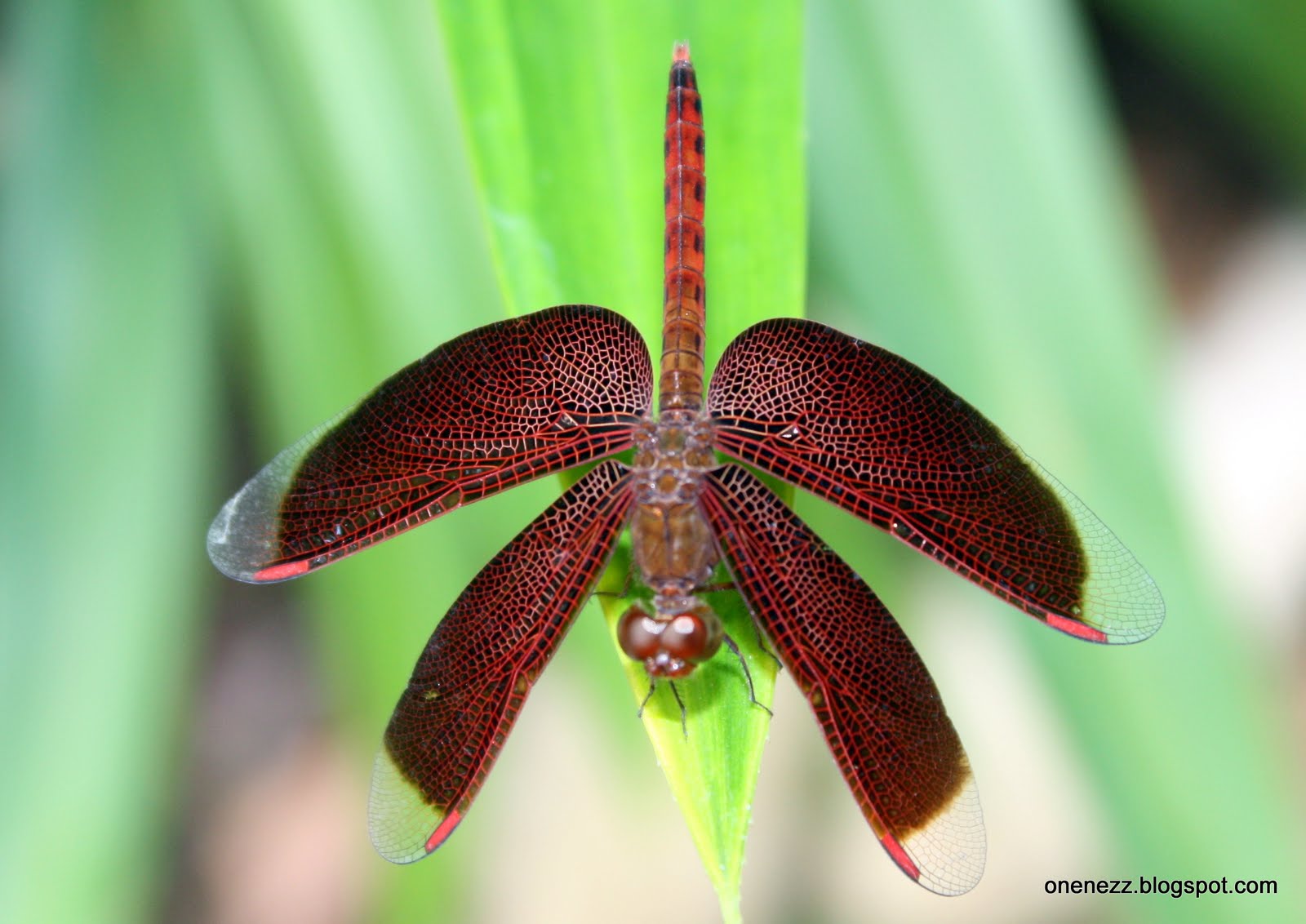Tropical Nature Photos: Dragonfly Farm