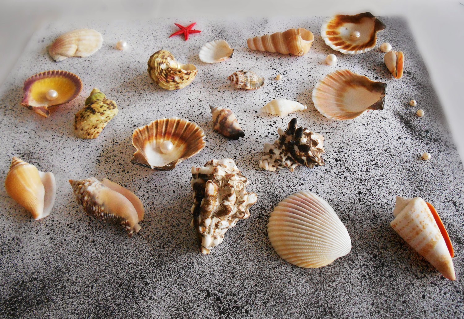Seashells - Daz 3D Forums
