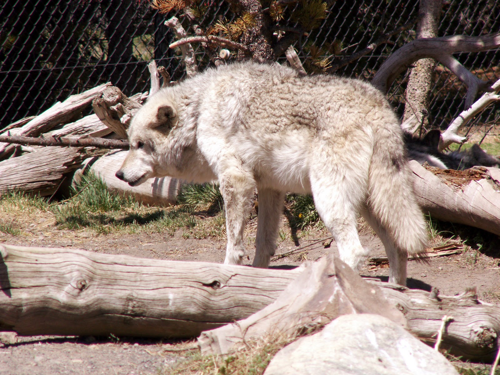 Wayne's Photo of The Day: Wolf at the West Yellowstone Bear and Wolf ...