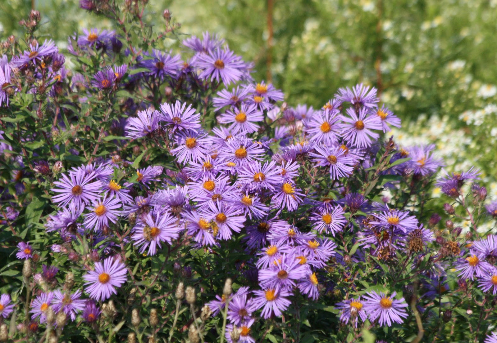 New England Aster - Travels With Birds
