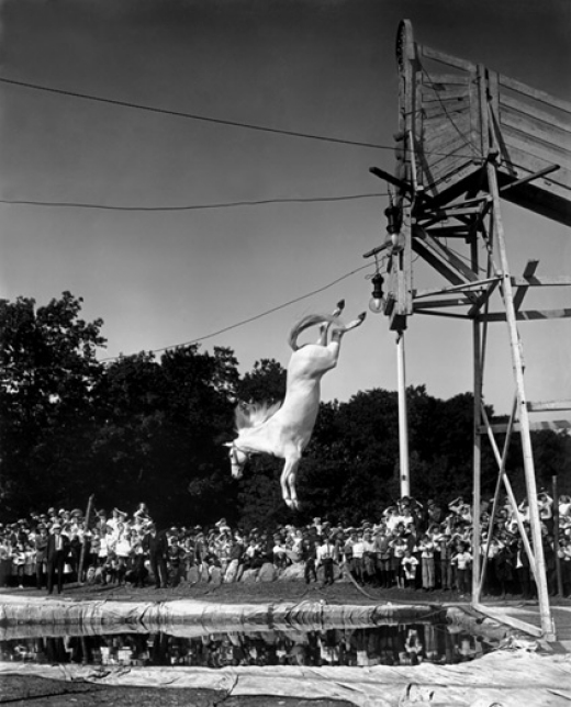 Indigenous: Circus Photographs 1899-1928