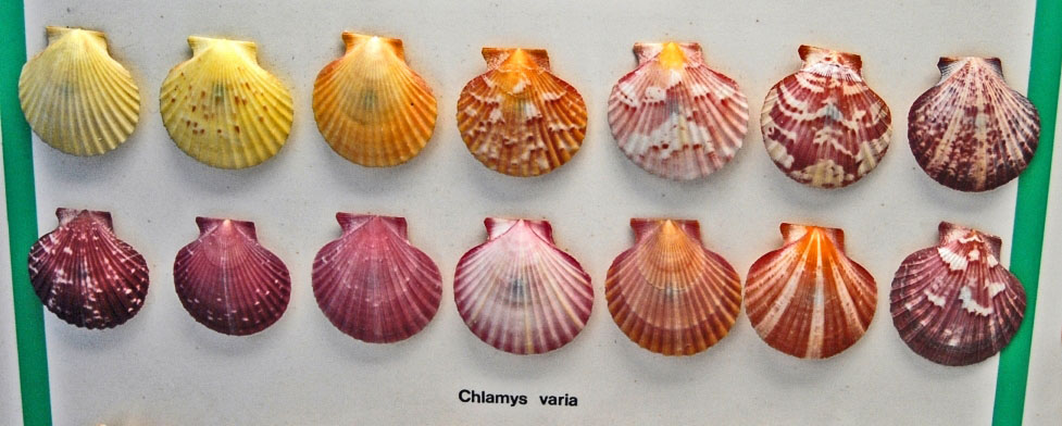 Taxonomic Collections: Guides for identifying marine gastropods and ...