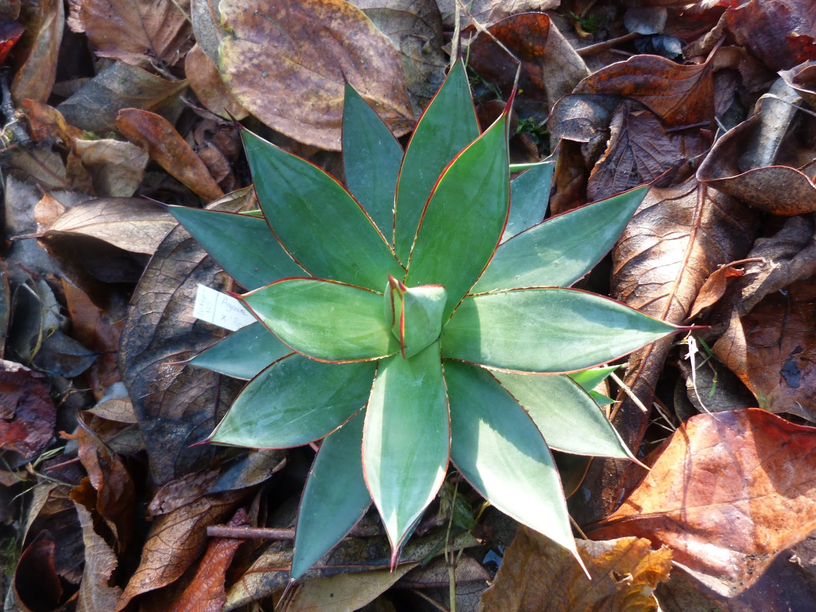 Le surprenant monde végétal: Agave x 'romani'
