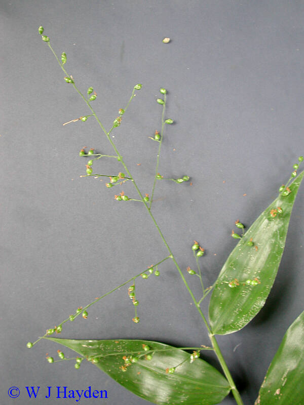 PLANT FAMILIES OF PUERTO RICO AND FLORIDA PAPO VIVES: POACEAE PANICEAE ...