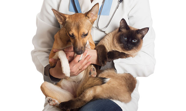 QUEM AMA, CASTRA ? O que é a Castração