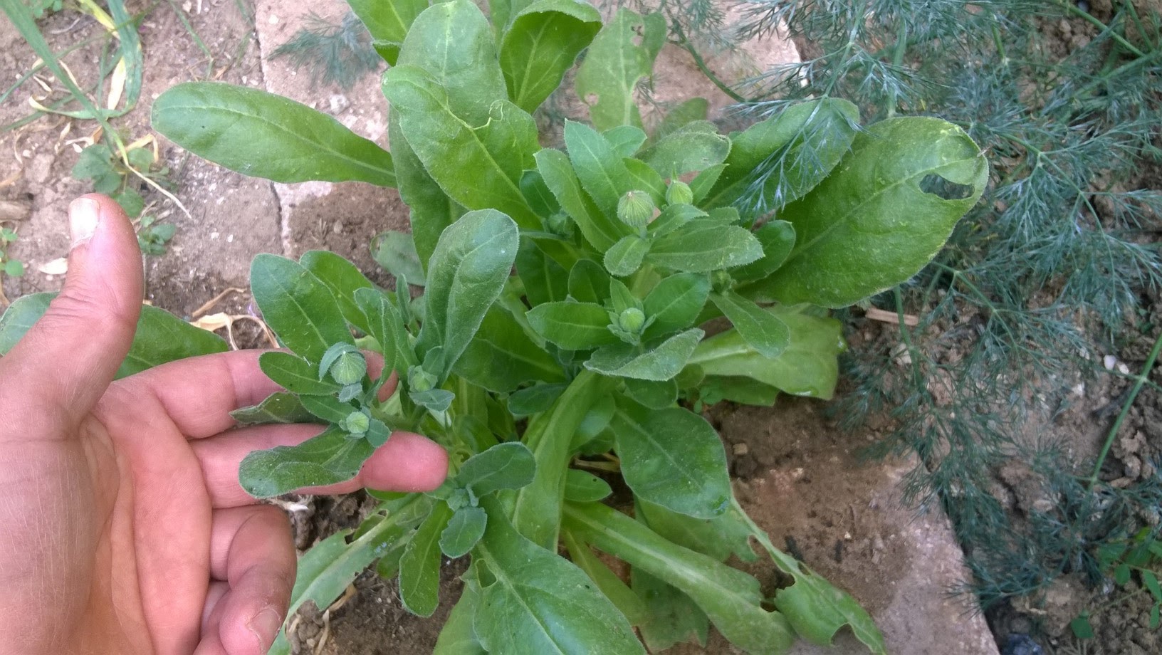 How To Grow Calendula