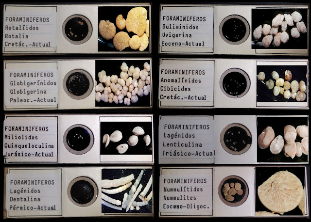 Rafael Microfauna Marina: Microfósiles