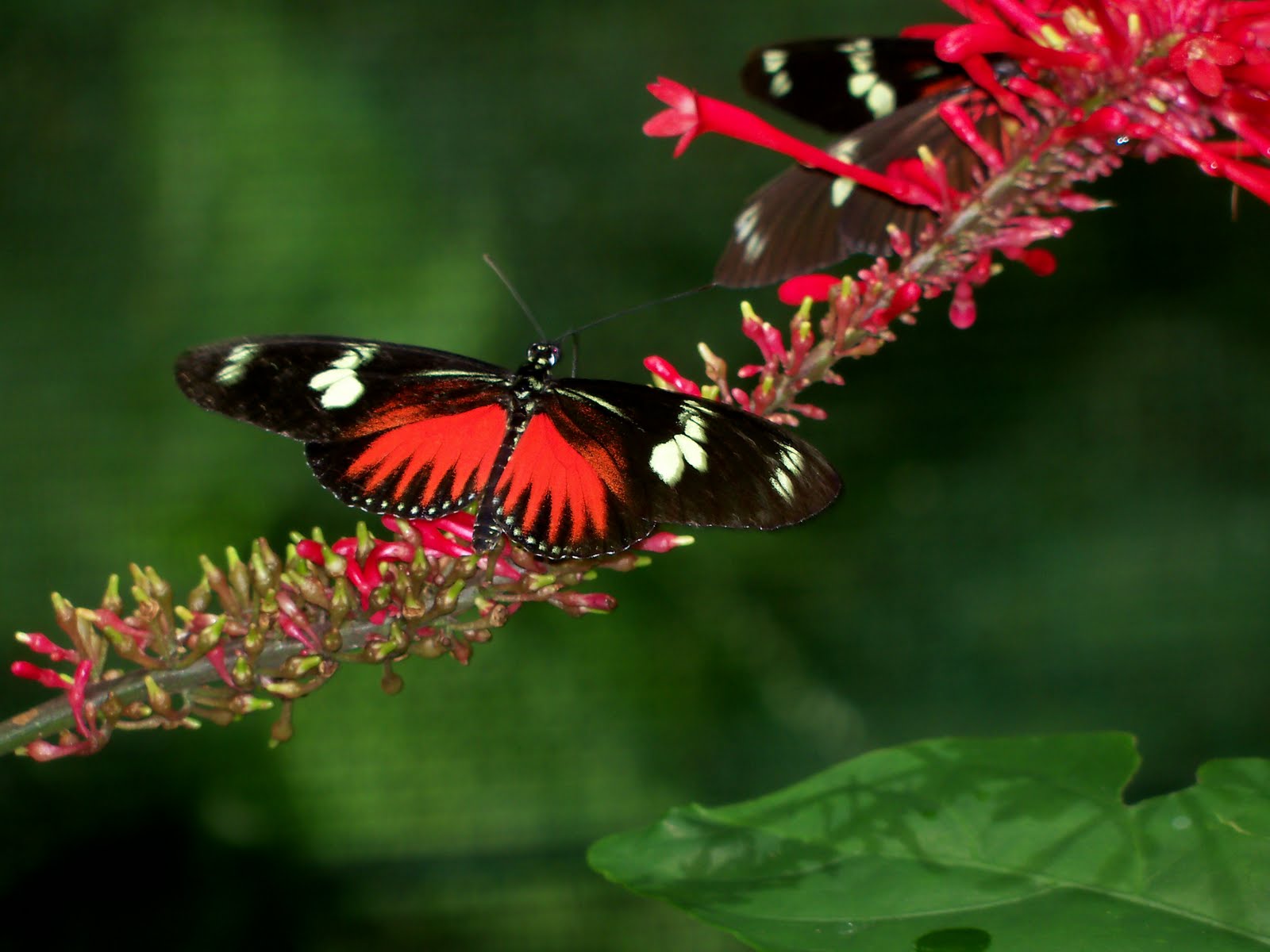 Jungle and Rainforest Art of Costa Rica: "Butterflies are Free"