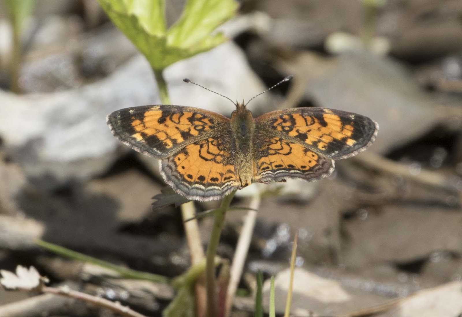 Beachgirl's Blog: Ohio Butterflies