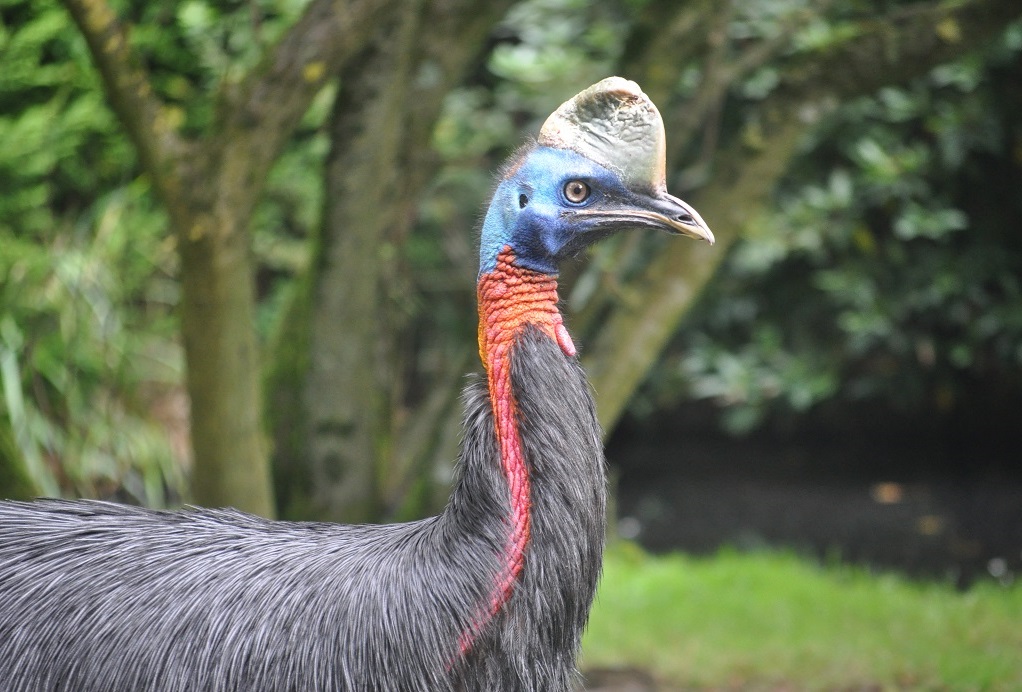 ZOOTOGRAFIANDO (6.100 ANIMALS): CASUARIO UNICARUNCULADO / NORTHERN ...