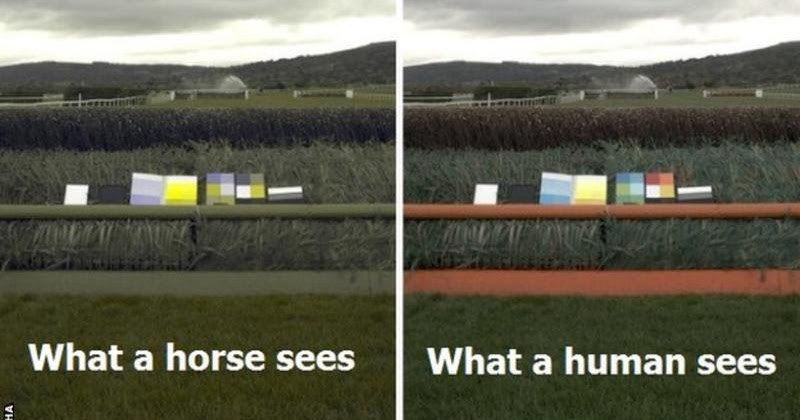 Gurney Journey: What colors can horses see?