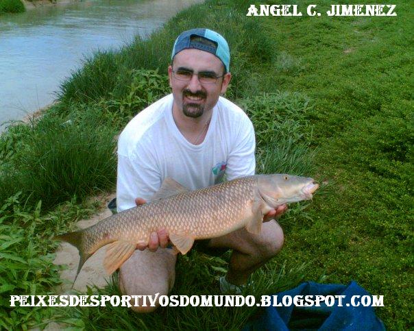PEIXES DESPORTIVOS DO MUNDO: O BARBO COMÚN - Luciobarbus bocagei ...