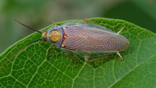 Vida Selvagem: Baratas, Vencedoras e Sobreviventes de Um Passado Longínquo