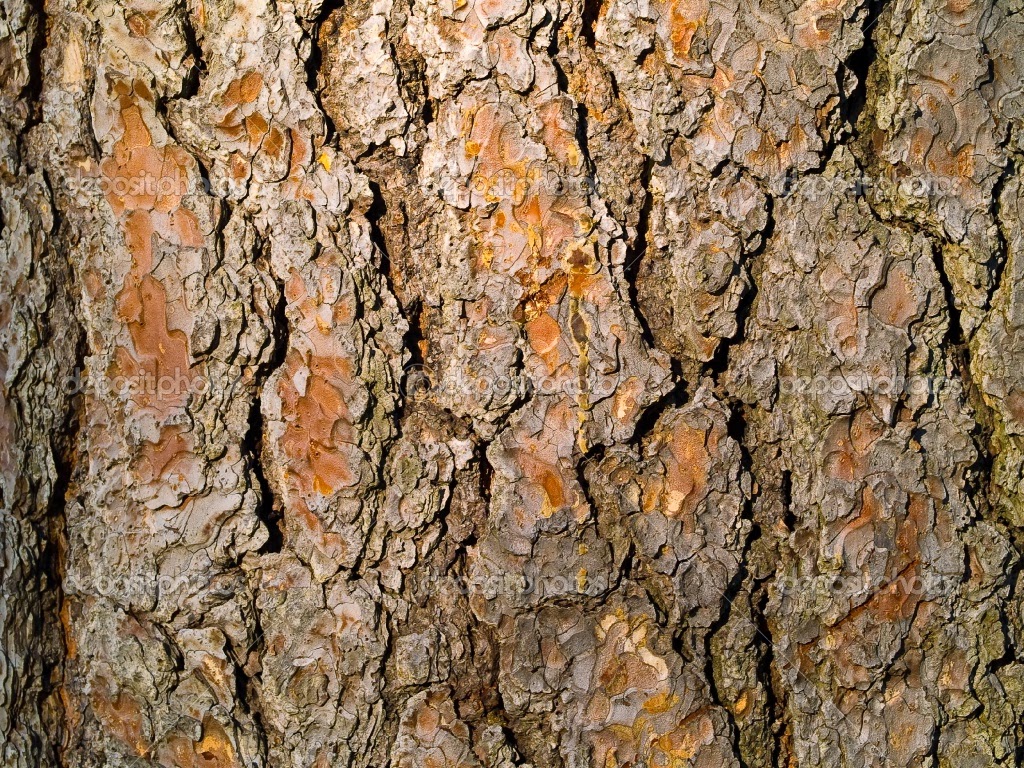 Samuel Cerqueira: noviembre 2013