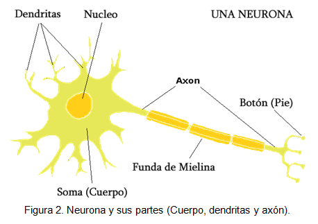 EL CEREBRO ADICTO: 2016