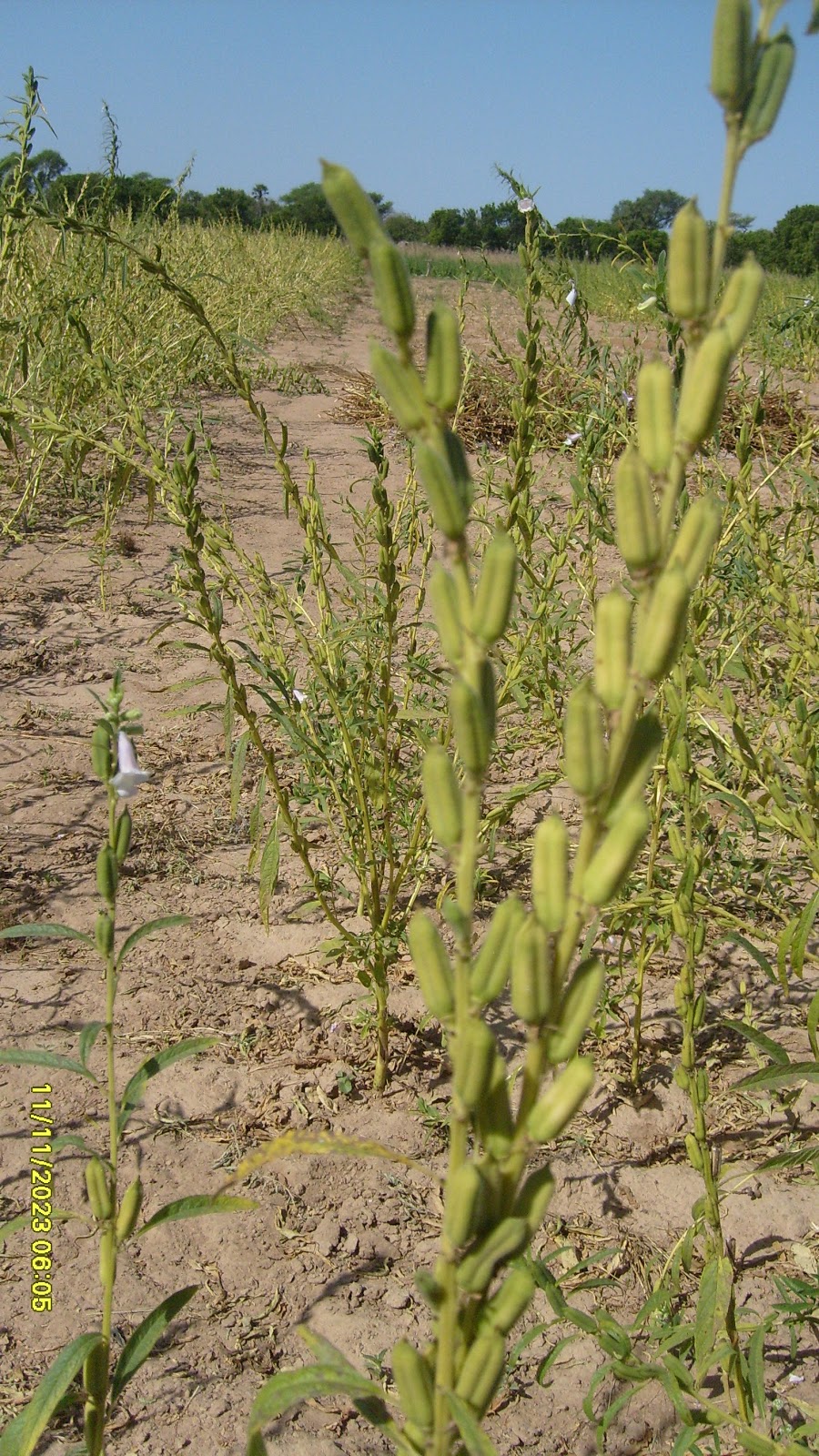 INFORMATION ET VALORISATION DES ACQUIS DE LA RECHERCHE: LE SESAME, UNE ...