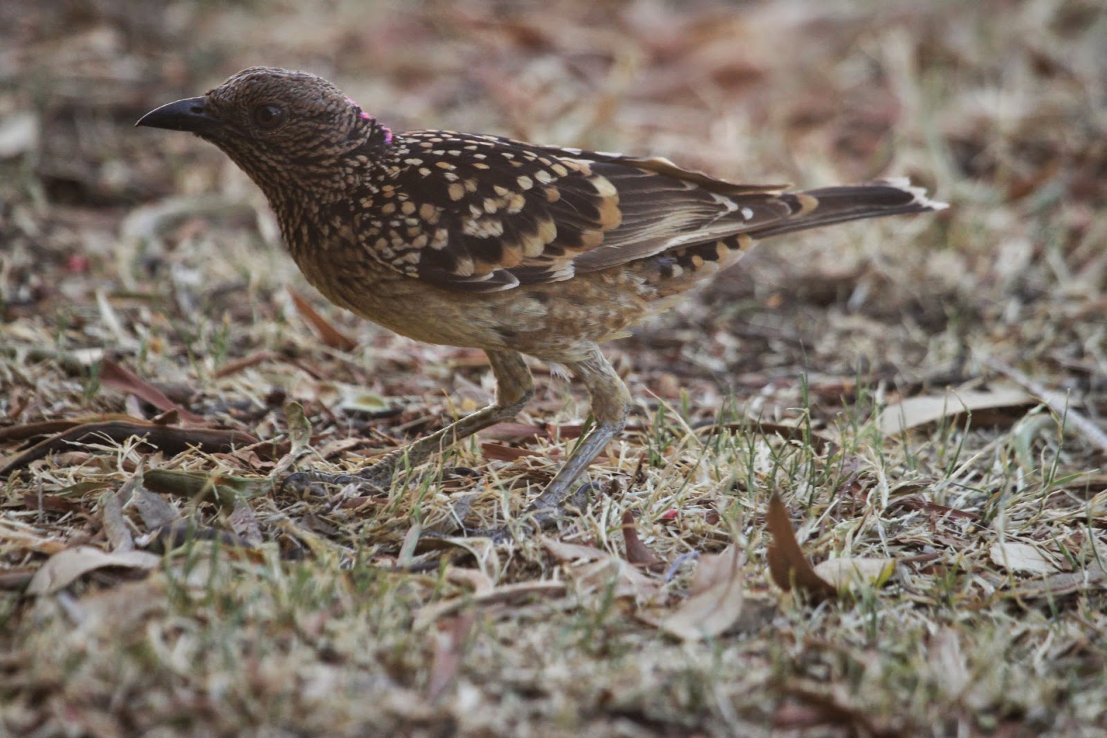 Richard Waring's Birds of Australia: Western Bowerbird