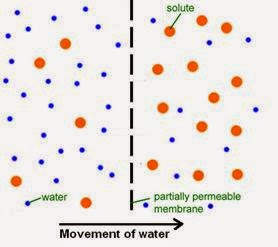 GCSE and AS revision: iGCSE Biology