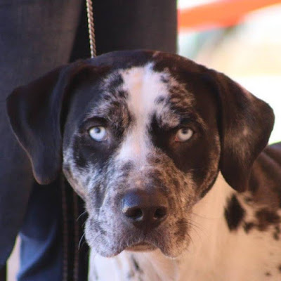 The Catahoula Cow Dog: Catahoula Cur, The Louisiana Cattle Dog