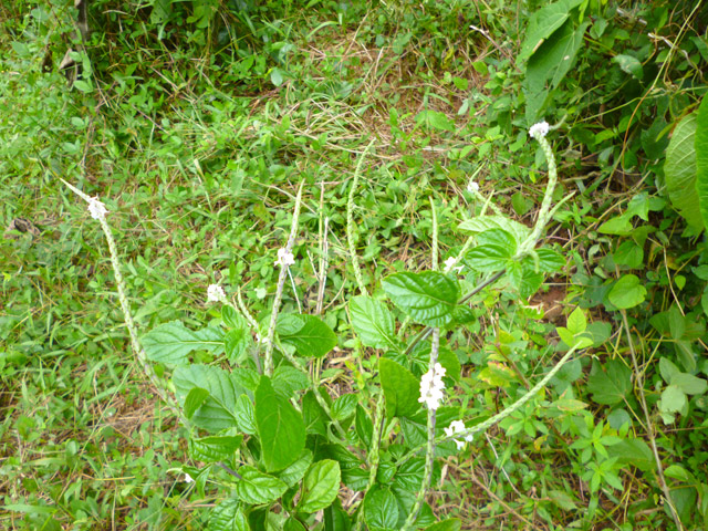White Potter Weed - Sudu Balu Naguta | SL Flora