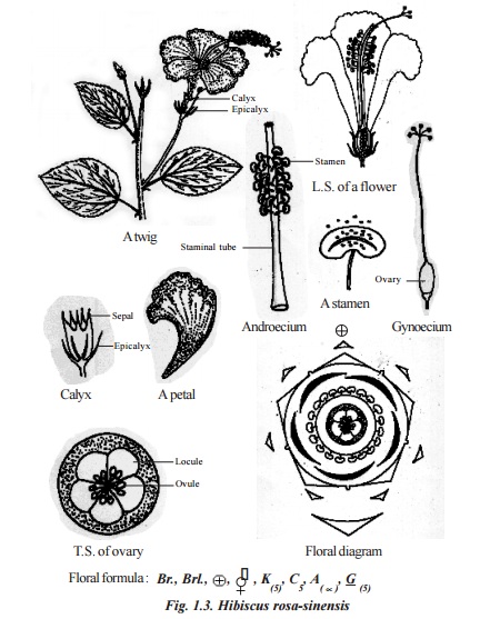 Botanical description of hibiscus rosa sinensis notes - DOLUMA