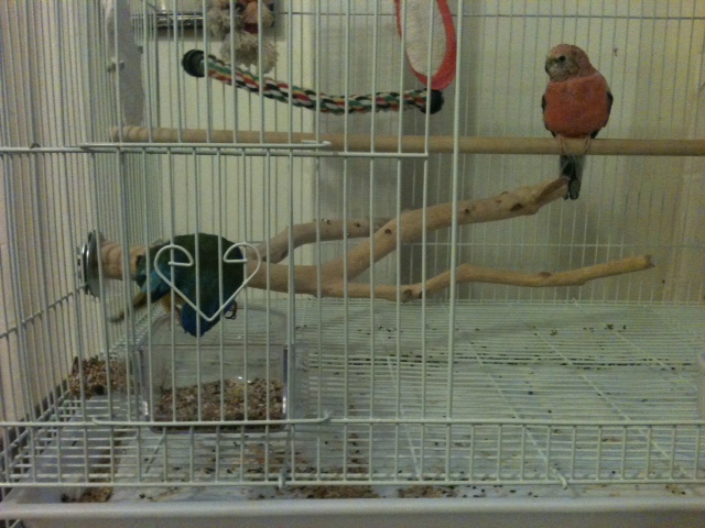 The Splendid Bourke Bird Blog: Rainbow, A Splendid Scarlet-chested Parakeet