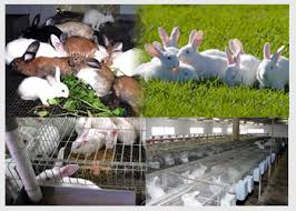 Advantages of keeping rabbits