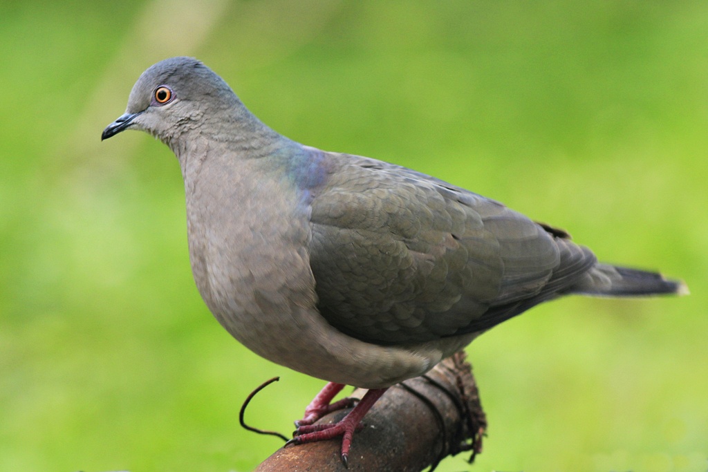 Aves Bonaerenses: Yerutí (Leptotila verreauxi)