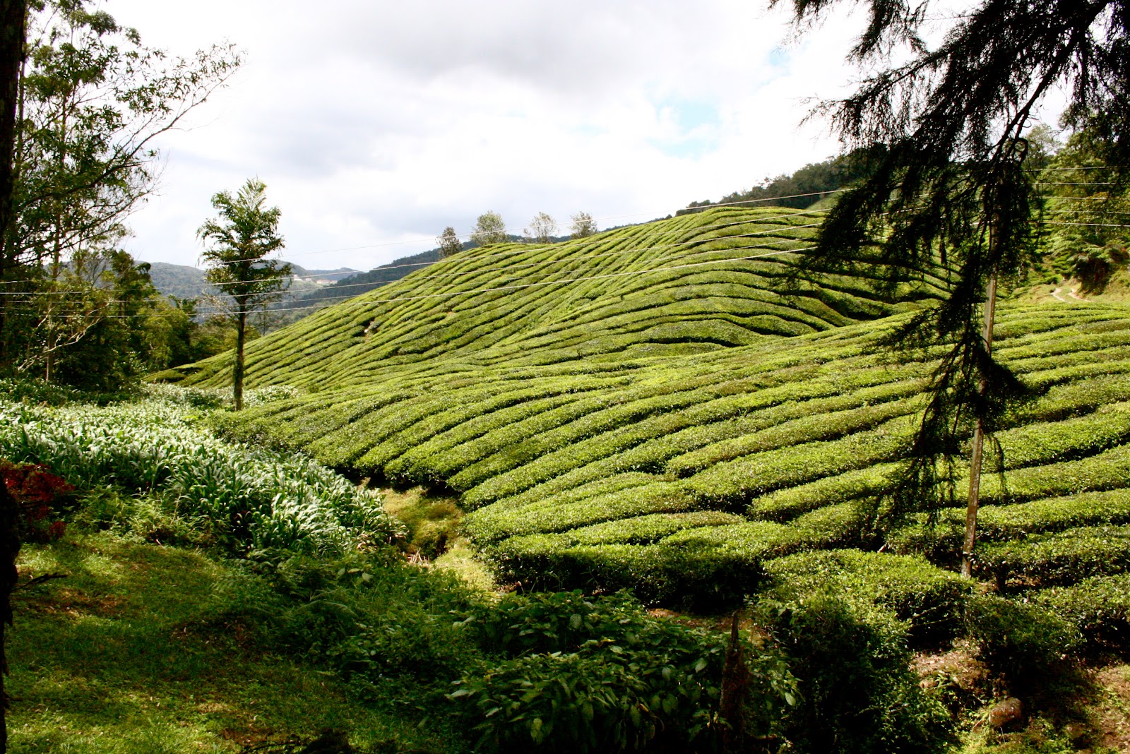 Kupera ja Kovera Aasiassa: ViidakonGeorget, Cameron Highlands ...