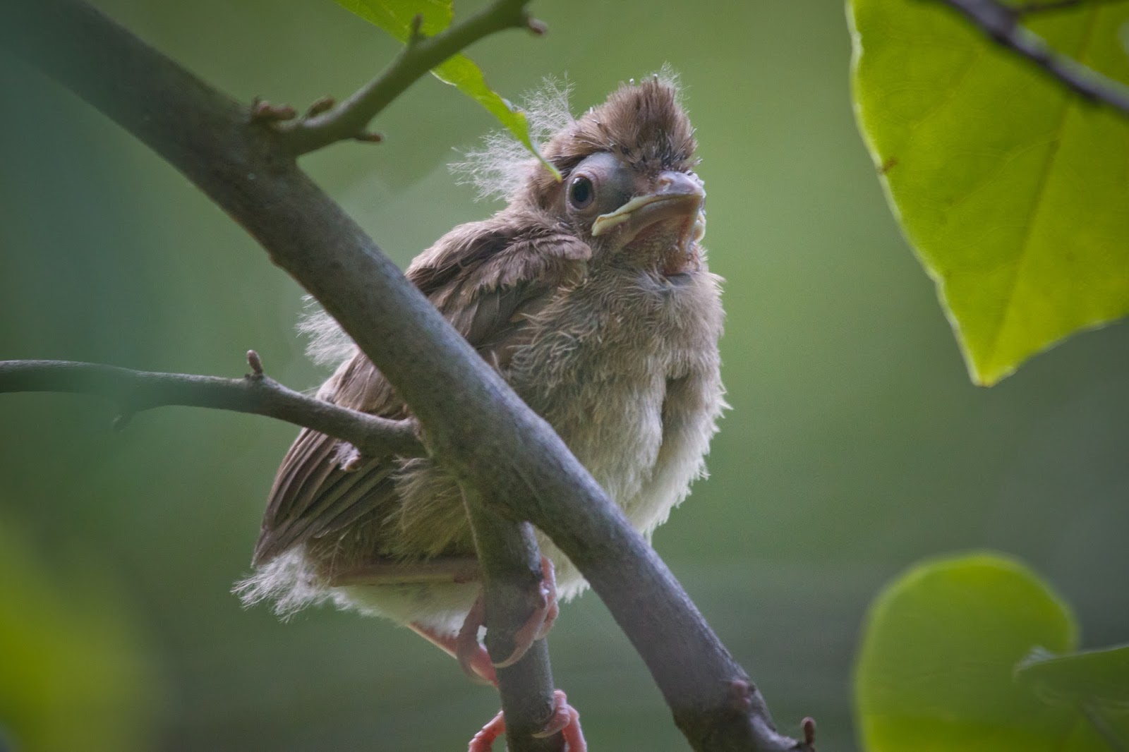 Cardinal Babies
