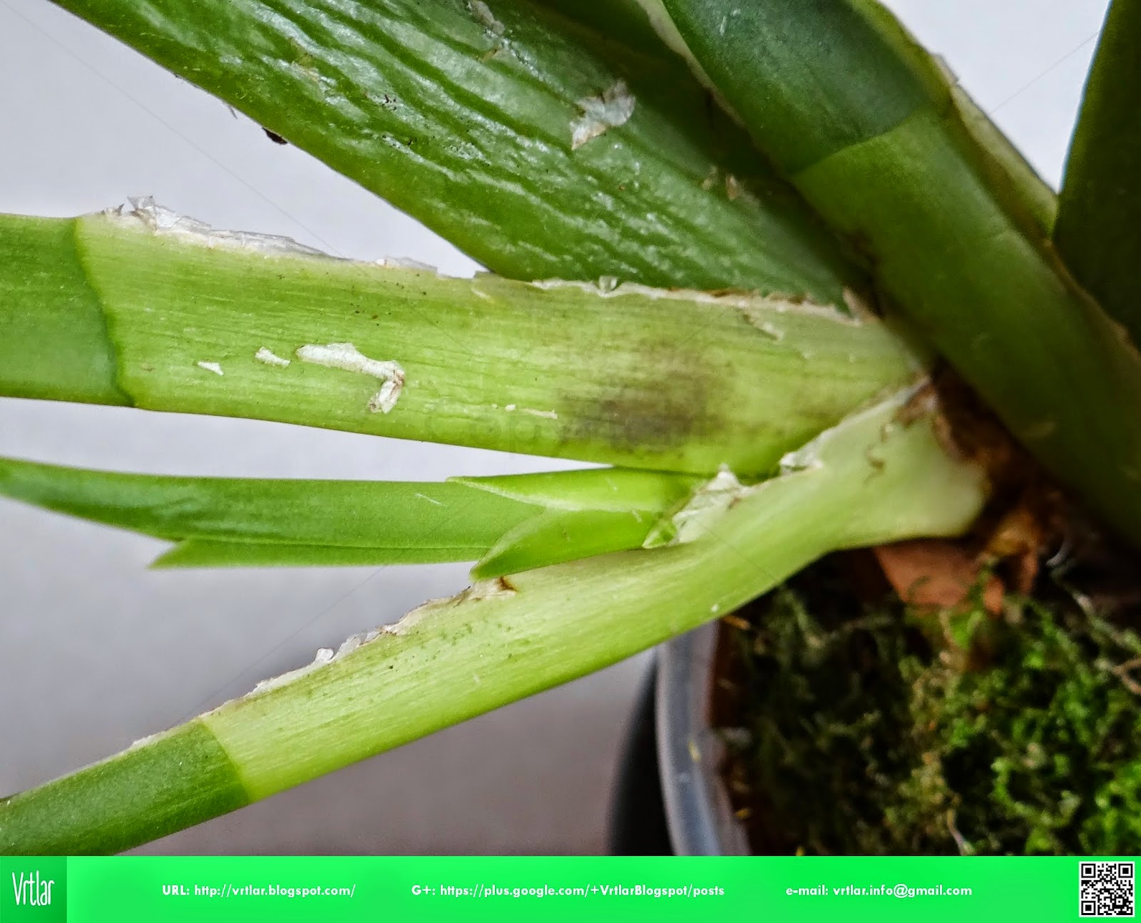 Orhideje - općenito ~ Vrtlar