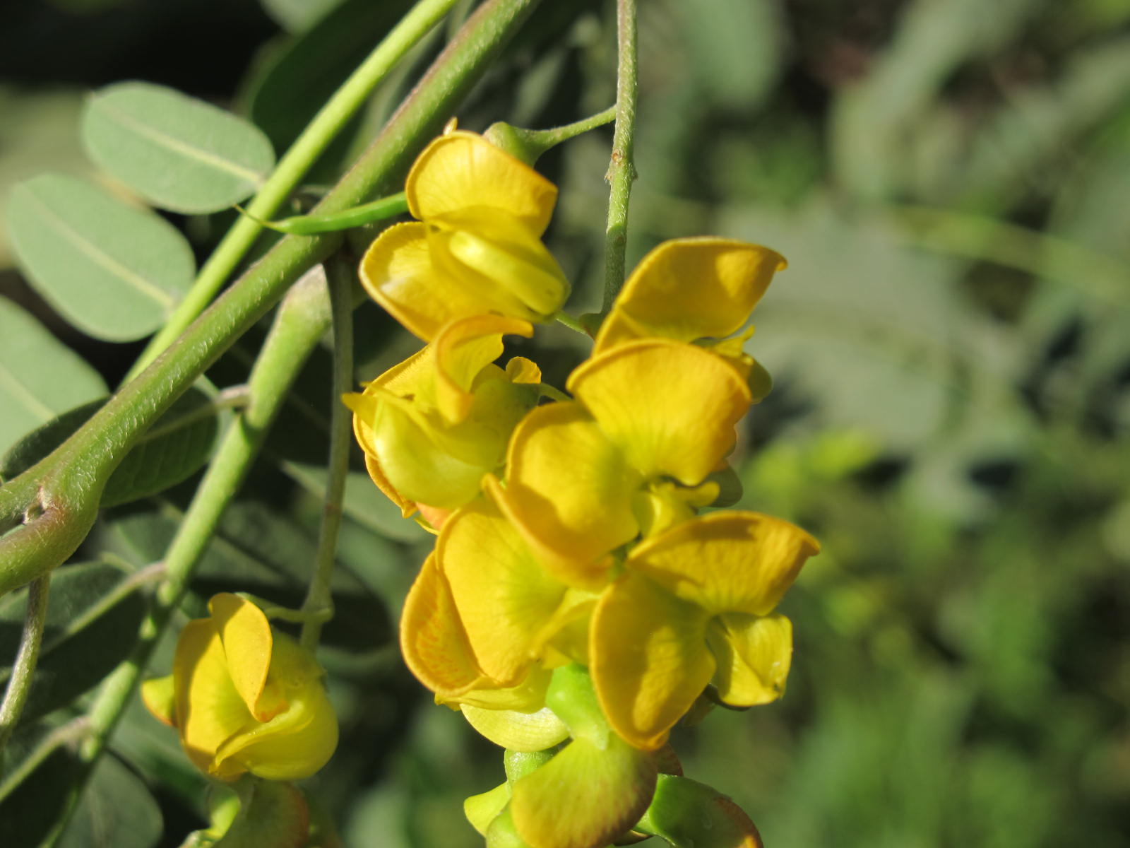 Fabaceae - Leguminosae no Brasil: Sesbania