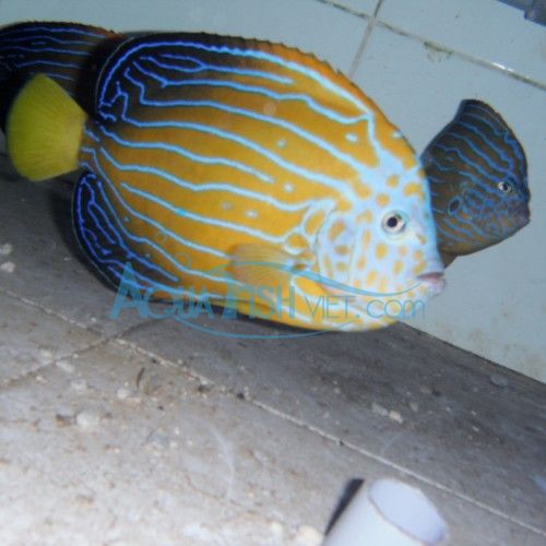 Marine Fish (AquaFishViet.com): Blueline Angelfish