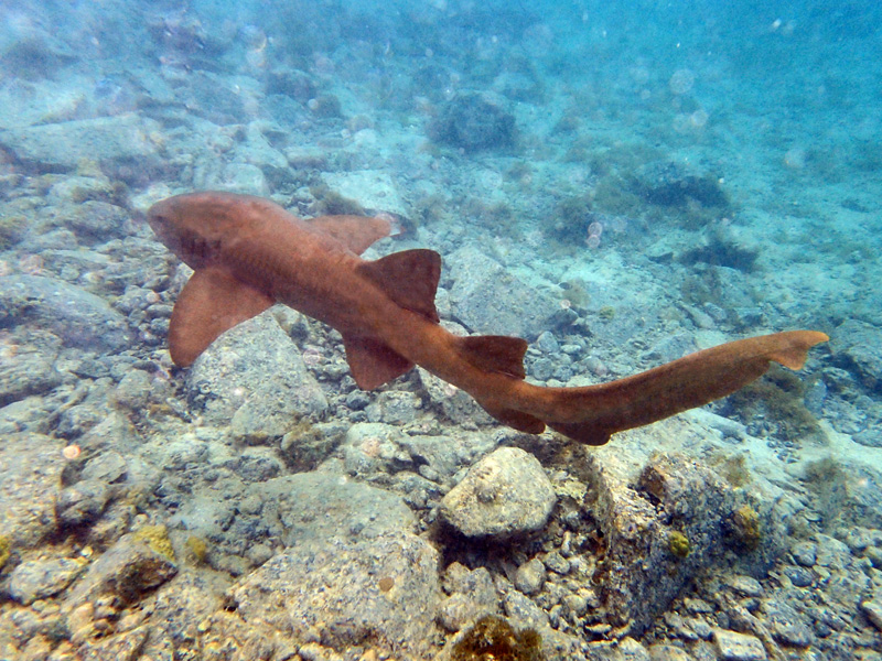"Live Life Like it's a Vacation": Beaches and snorkeling on St. Thomas